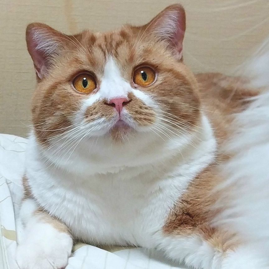 Шотландский прямоухий короткошёрстный котёнок