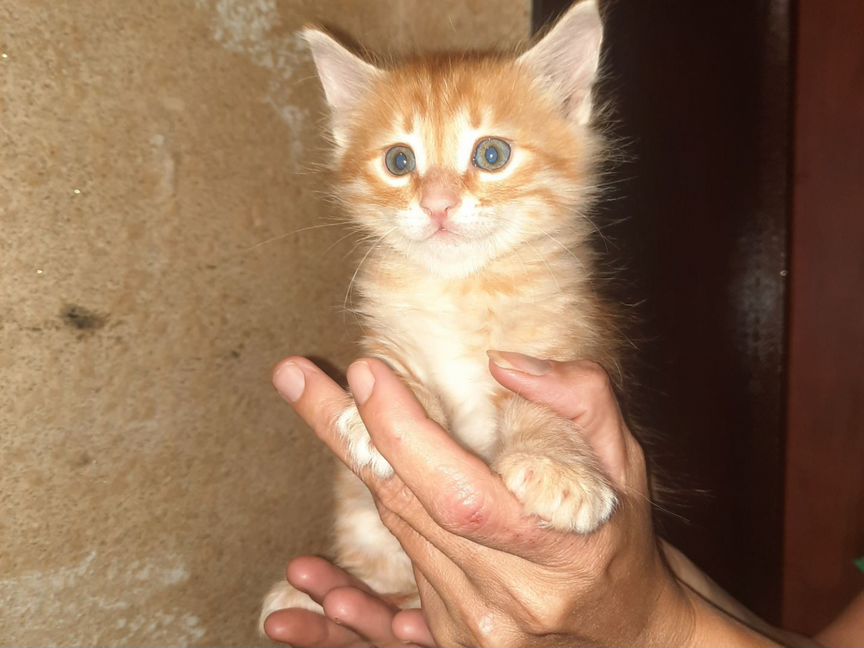 Котята