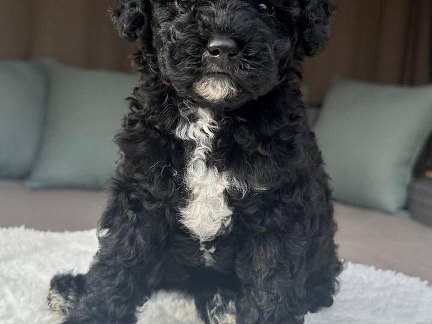 Девочка Пушон Мини