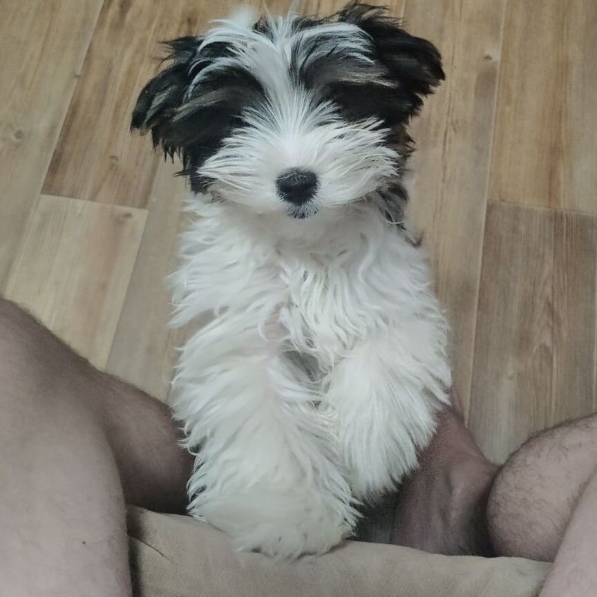 Аксессуары для собак