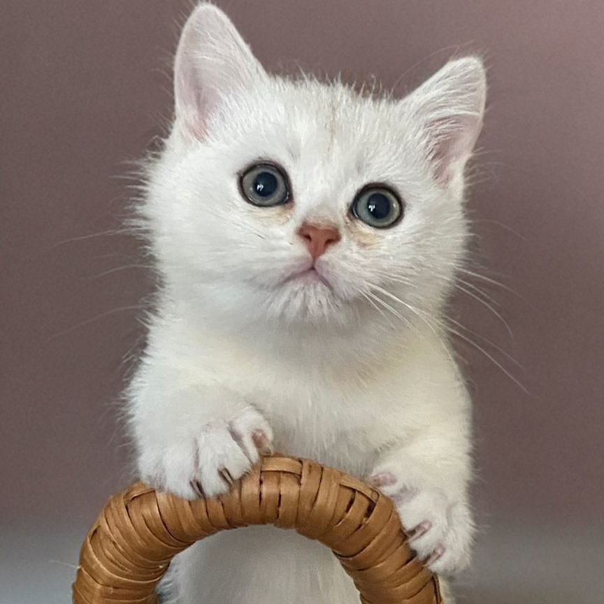 Шотландский прямоухий короткошёрстный котёнок