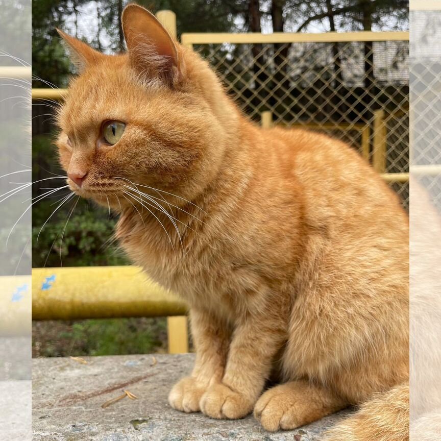 Котик в добрые руки