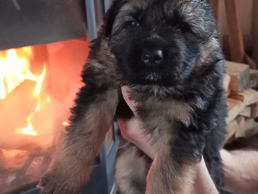 Щенки немецкой овчарки