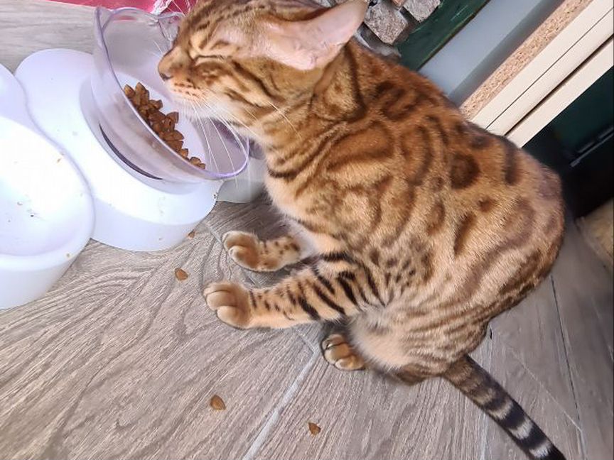 Бенгальские коты