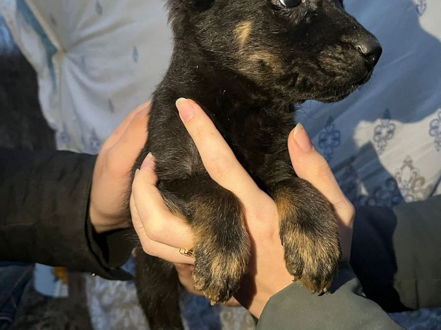 Щенок в добрые руки бесплатно