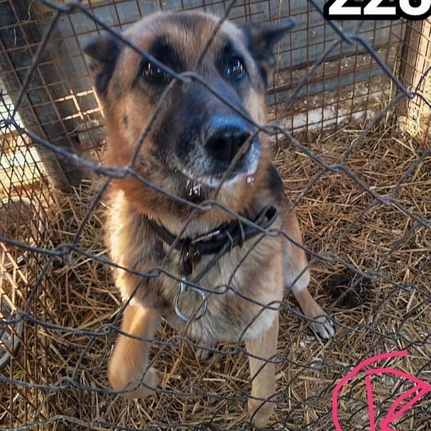 Взрослый пёс в добрые руки