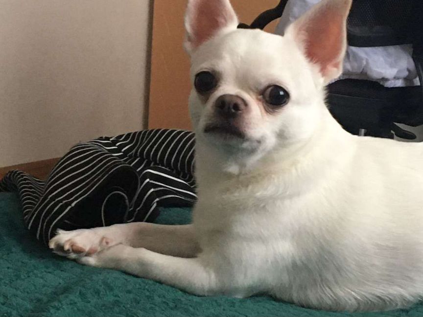 Вязка чихуахуа мальчик