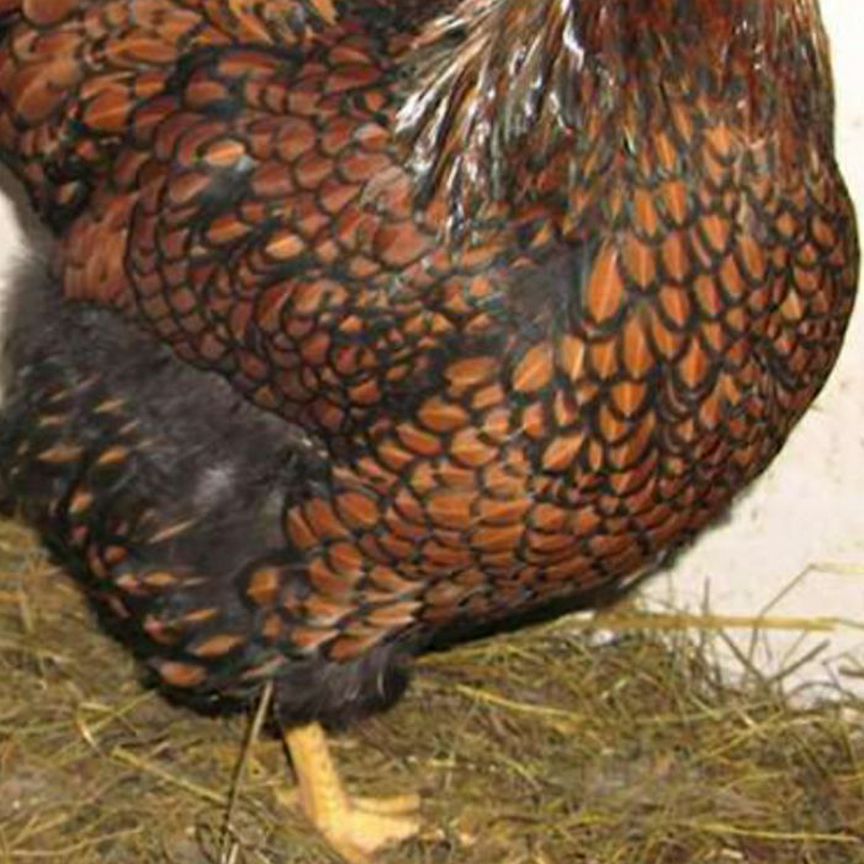 Куры виандот