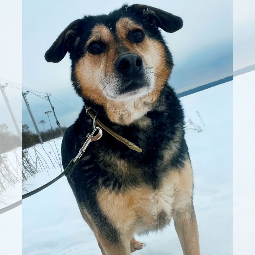 Взрослая собака в добрые руки