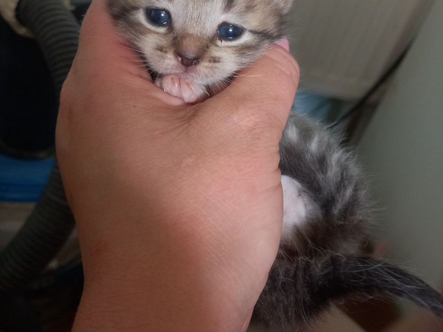 Кошка
