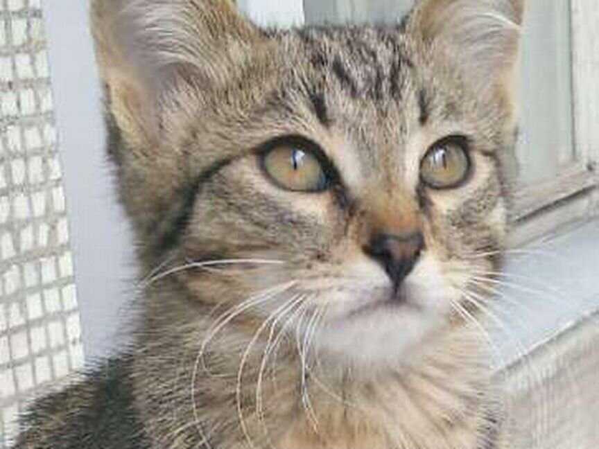 Шпрот- игривый котенок, 3,5 месяца