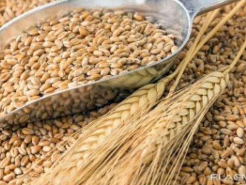 Зерно ячмень