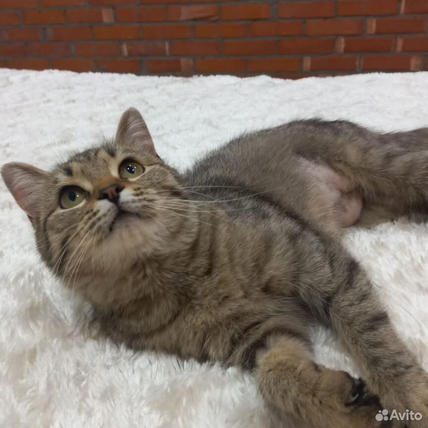 Кошка в добрые руки