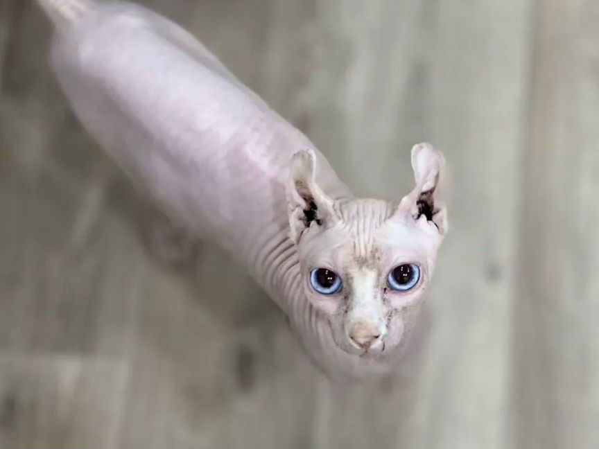 Эксклюзивный котик эльф для вязки
