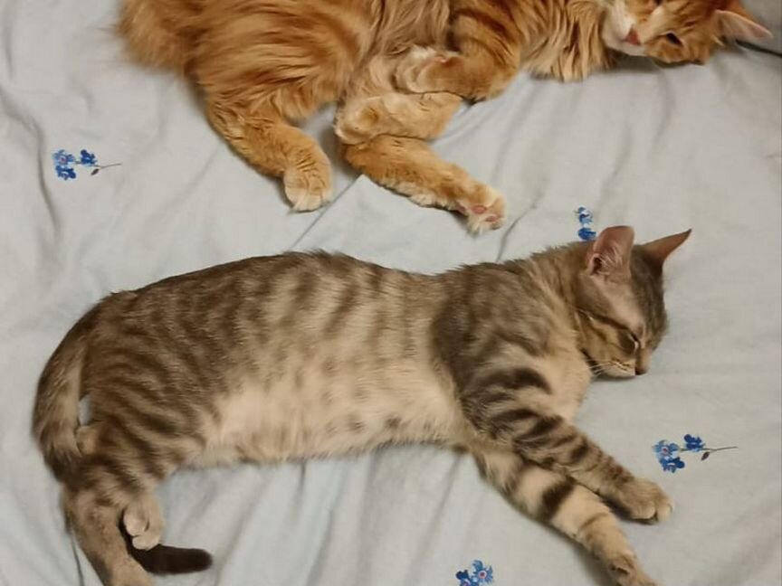 Кошки в добрые руки бесплатно