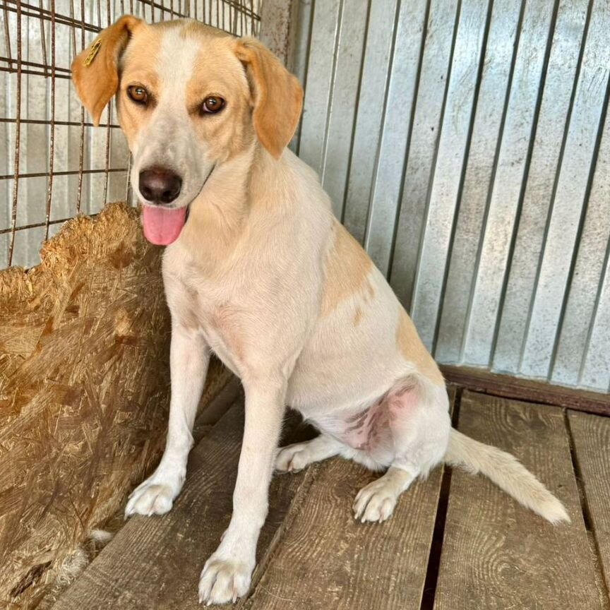 Собака из Курского отлова в добрые руки