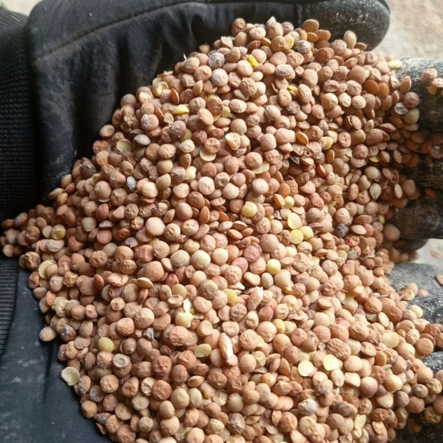 Чечевица зеленая