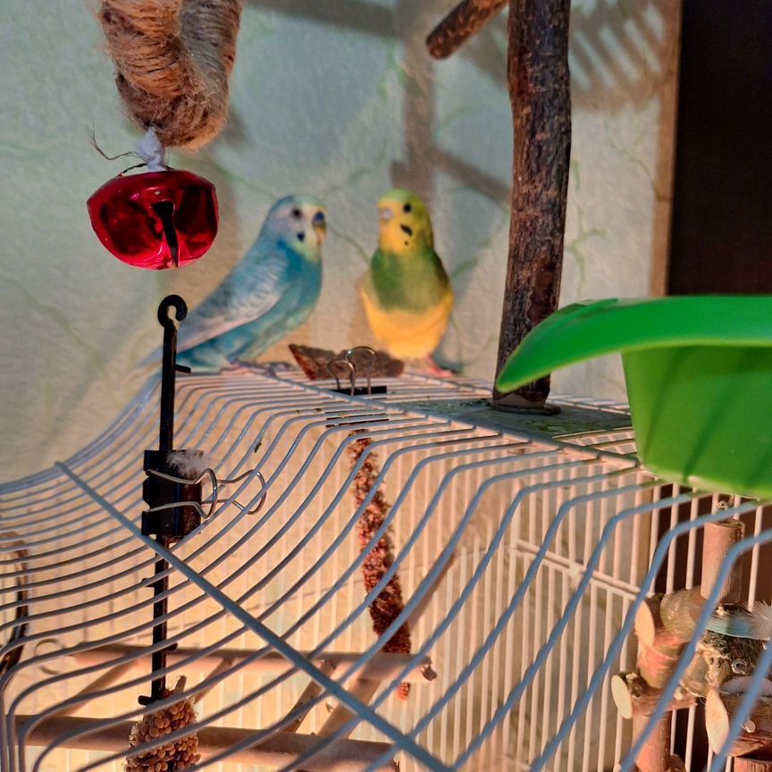 Продам волнистых попугаев