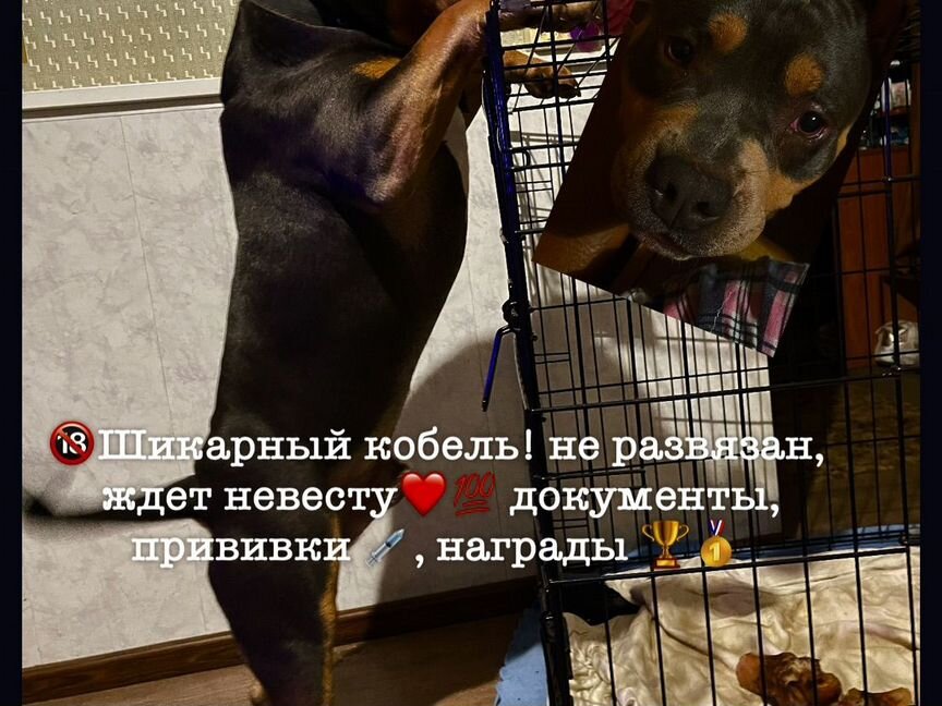 Американский булли стандарт вязка