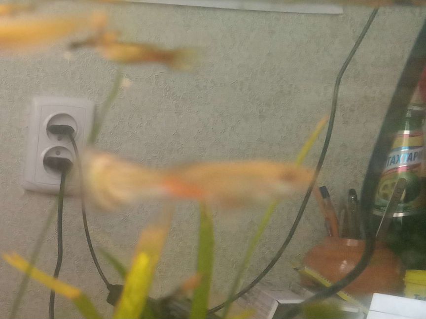 Гуппи самцы