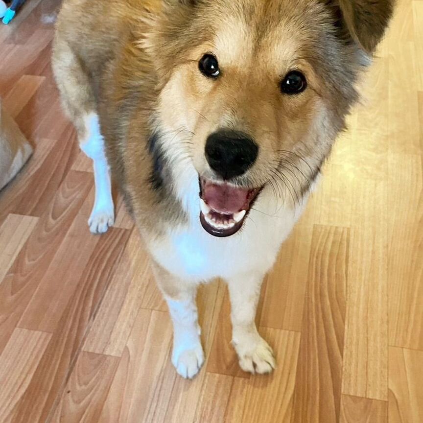 Собака в добрые руки