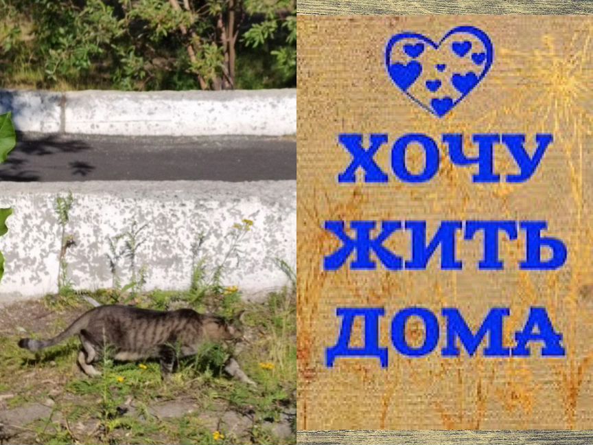 Котейка на улице
