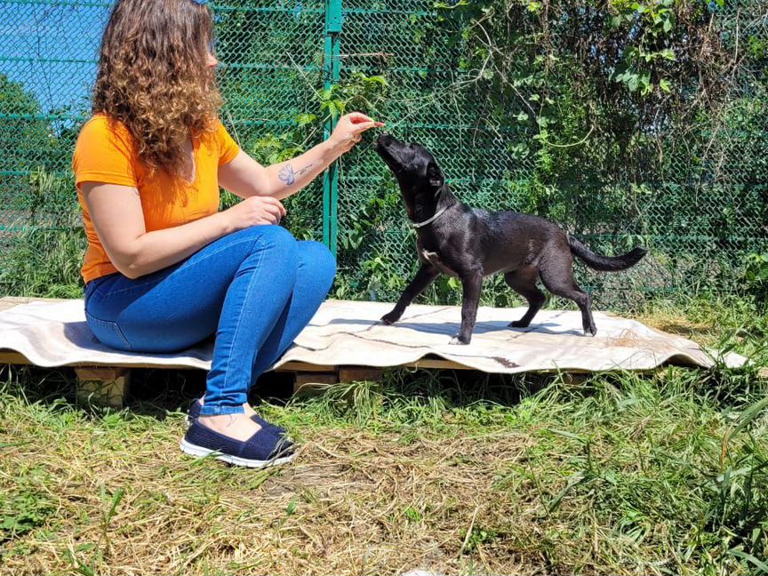 Ася маленькая собачка из приюта