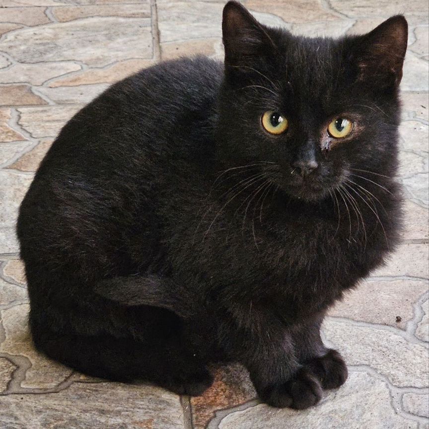 Котята