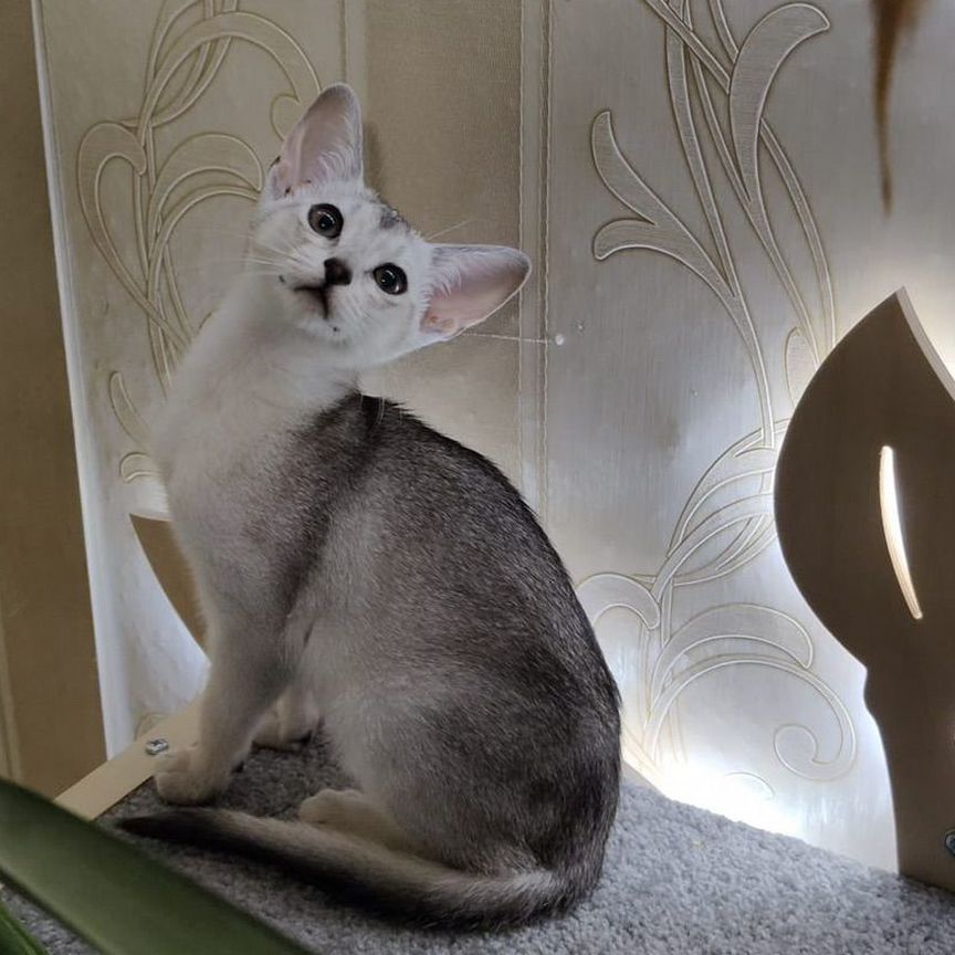 Потрясающие абиссинский котёнок