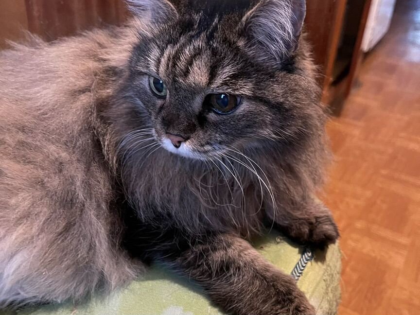 Норвежская лесная кошка