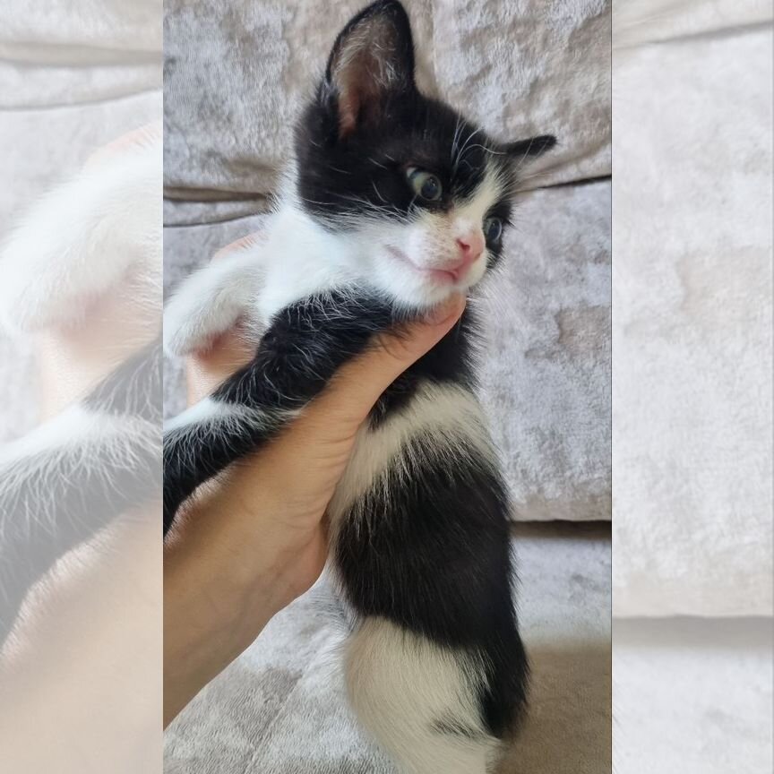 Котёнок в добрые руки