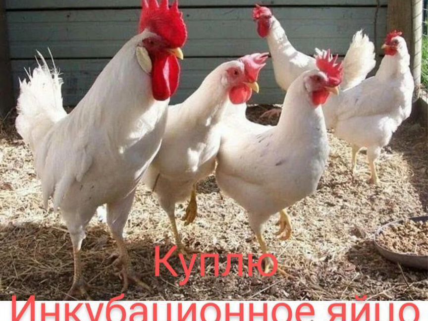 Инкубационное яйцо кур
