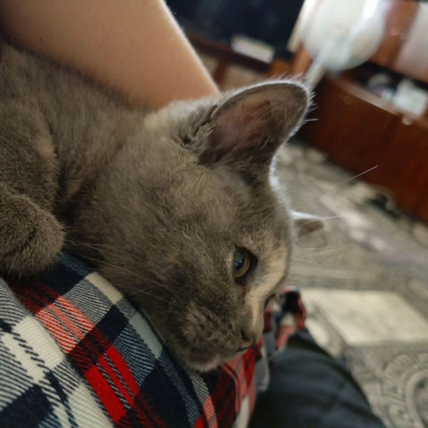 Отдается кошечка в добрые руки