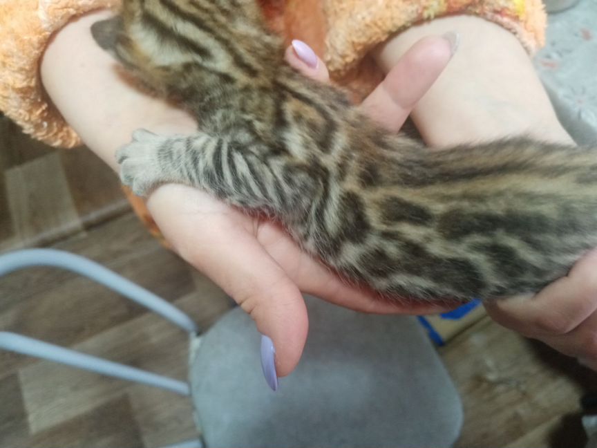 Продам бенгальских котят
