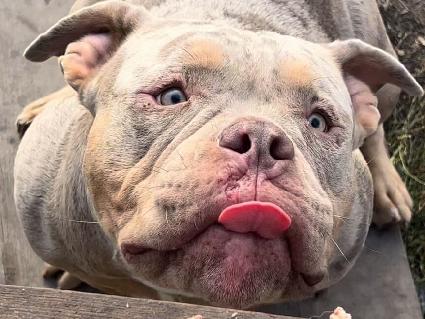 Американский булли покет