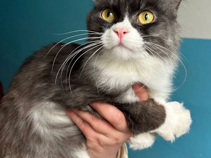 Котик 1,5 годика