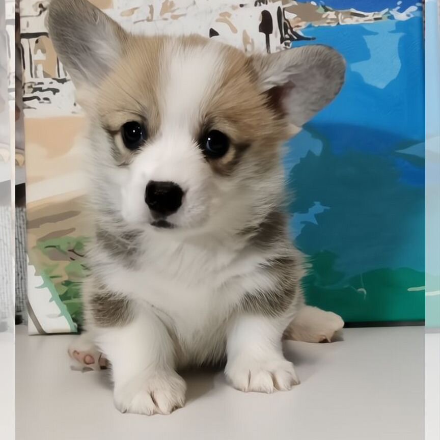 Вельш Корги Пемброк, щенок