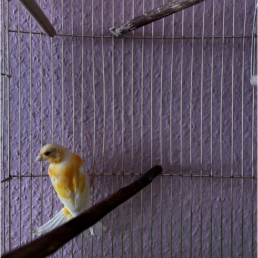 Молодой кенар (канарейка)