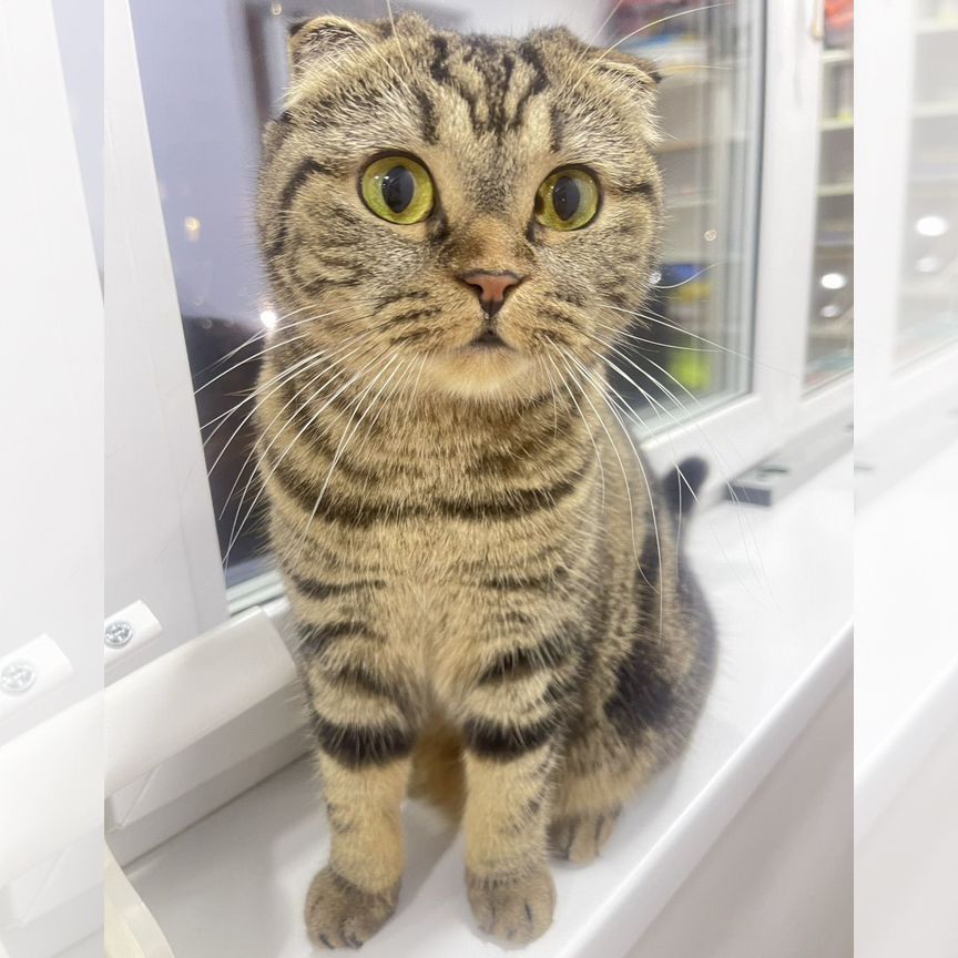 Ищем няню для кошки Джессики