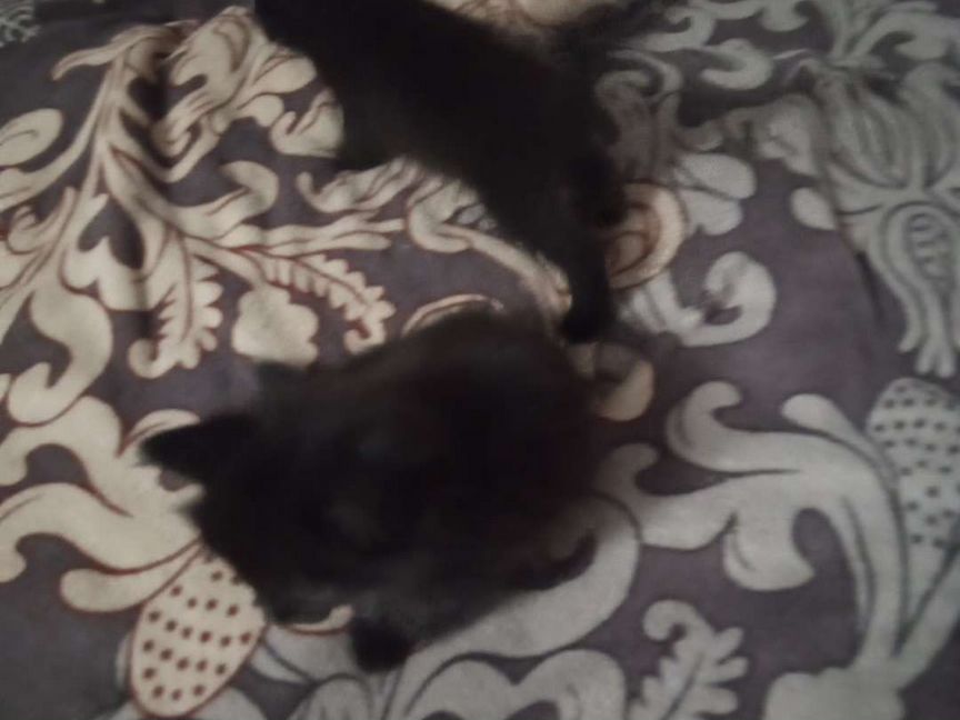 Отдам котят в добрые руки два кота и и одна кошка