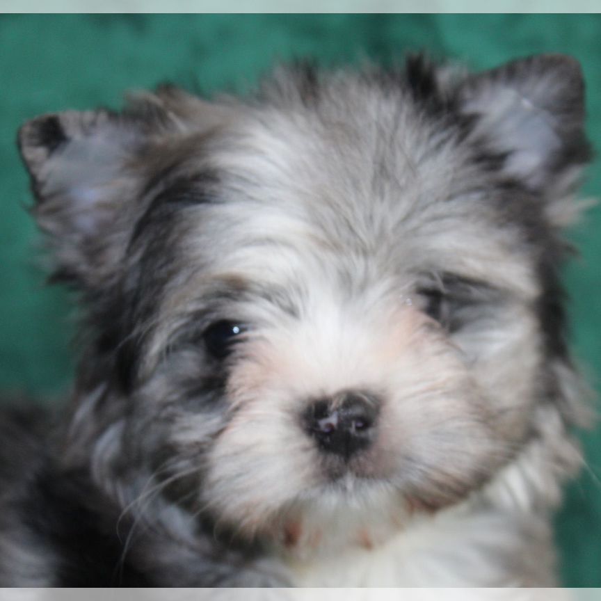 Йоркширский терьер, щенок