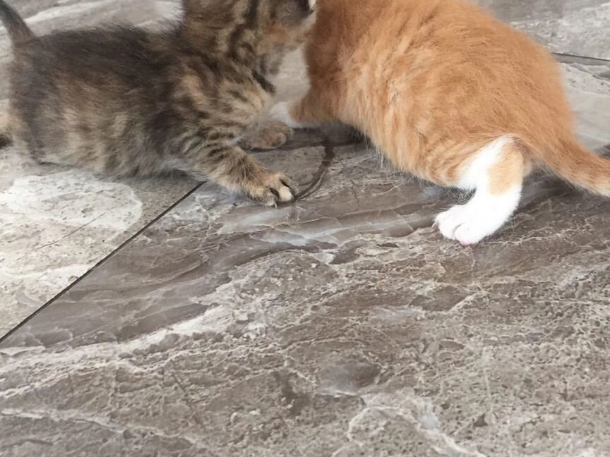 Отдам котеночка в добрые руки