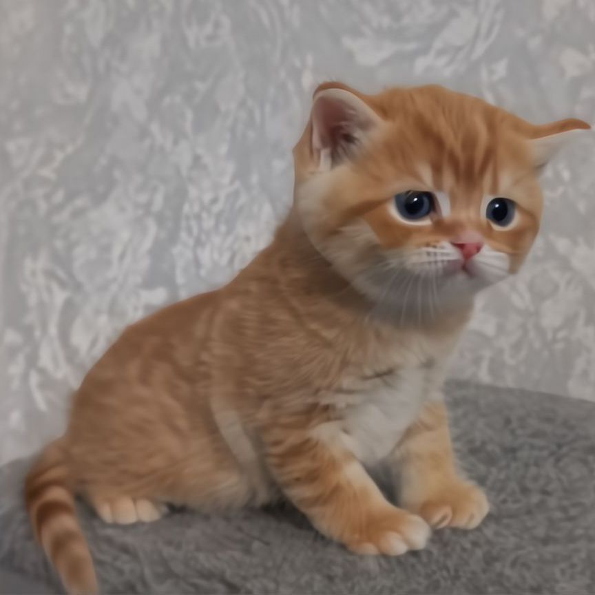 Шотландский вислоухий короткошёрстный котёнок