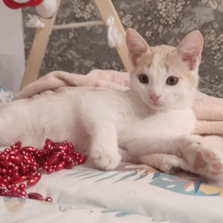 Котёнок в добрые руки