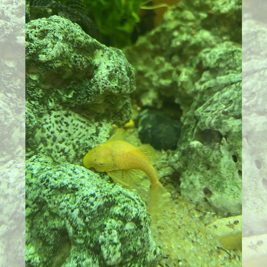 Сом анциструс золотой