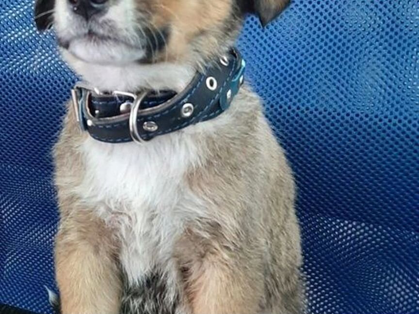 Щенки (30+) в отлове в хорошие руки бесплатно