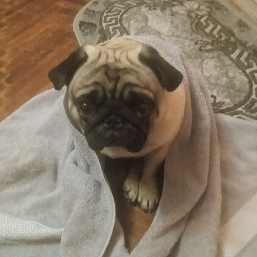 Мопс, взрослая собака