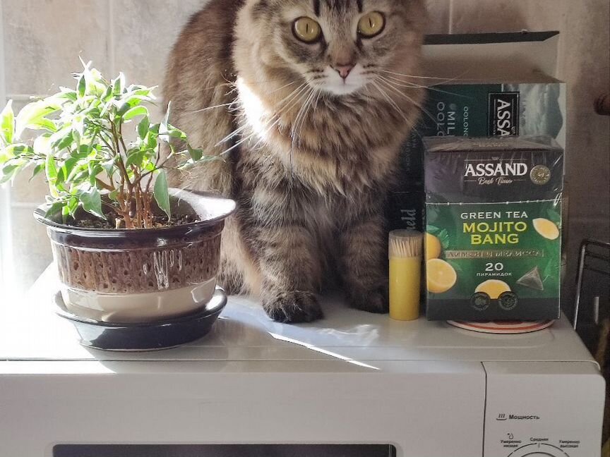 Потерялась кошка дворняга