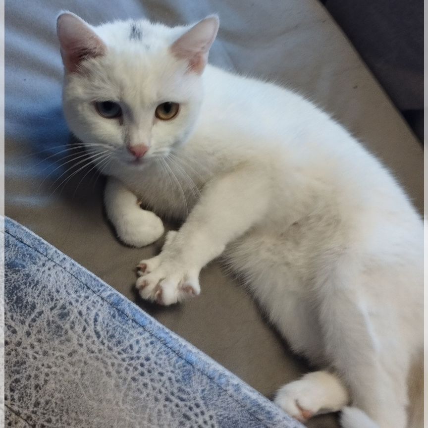 Белоснежная кошечка с глазами разного цвета