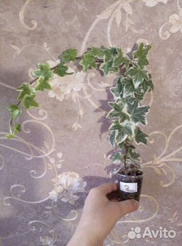 Комнатные растения. Хедера, плющ вариегатная купить в Санкт-Петербурге ...